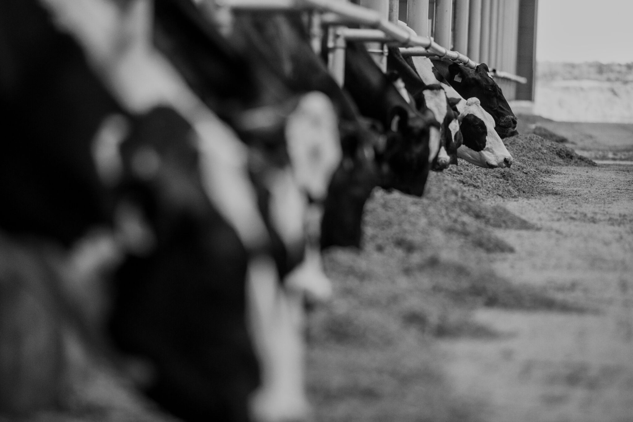 Prime – High quality granulated Animal feed additives